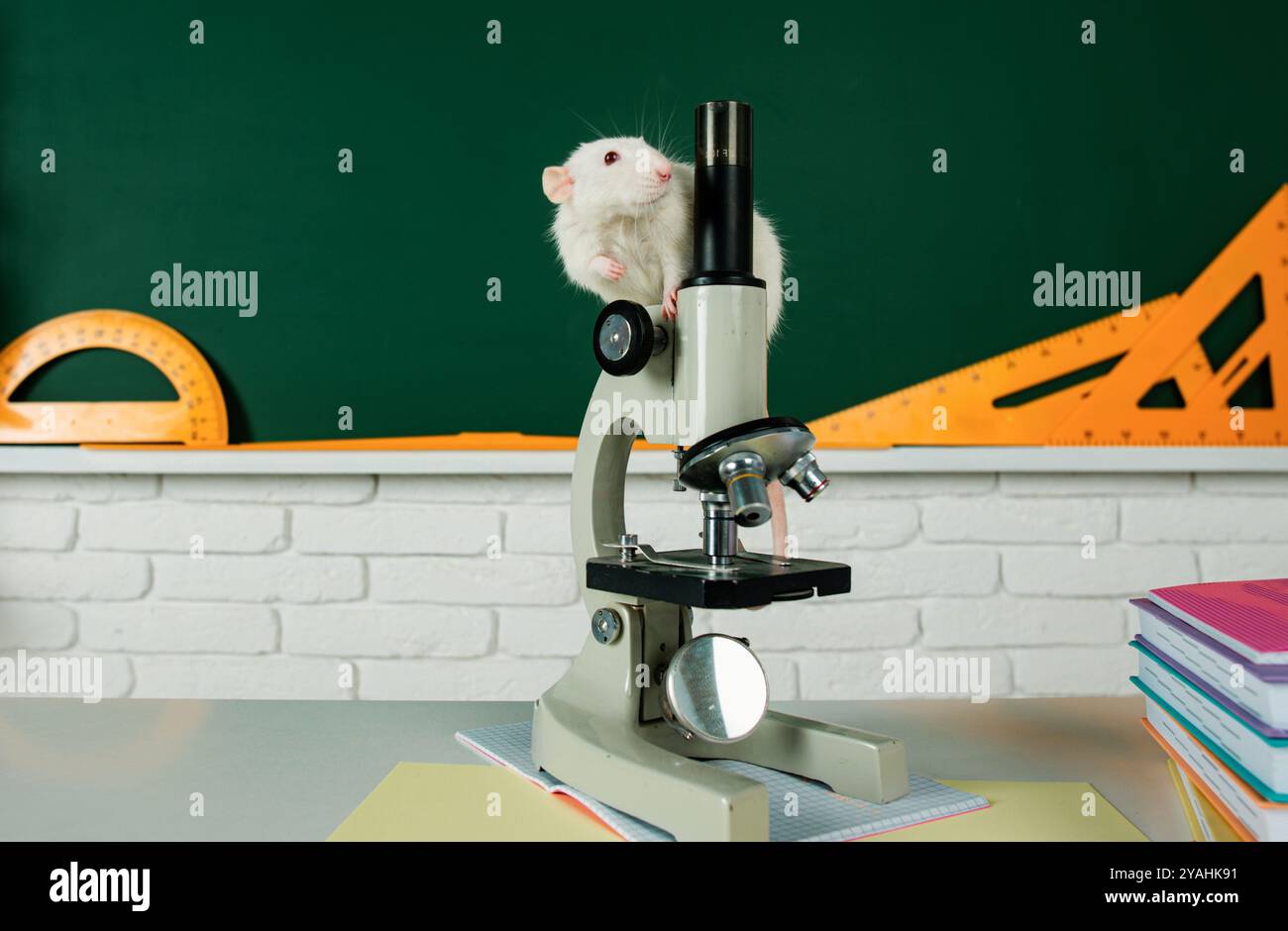 White test rat sitting hi-res stock photography and images - Alamy