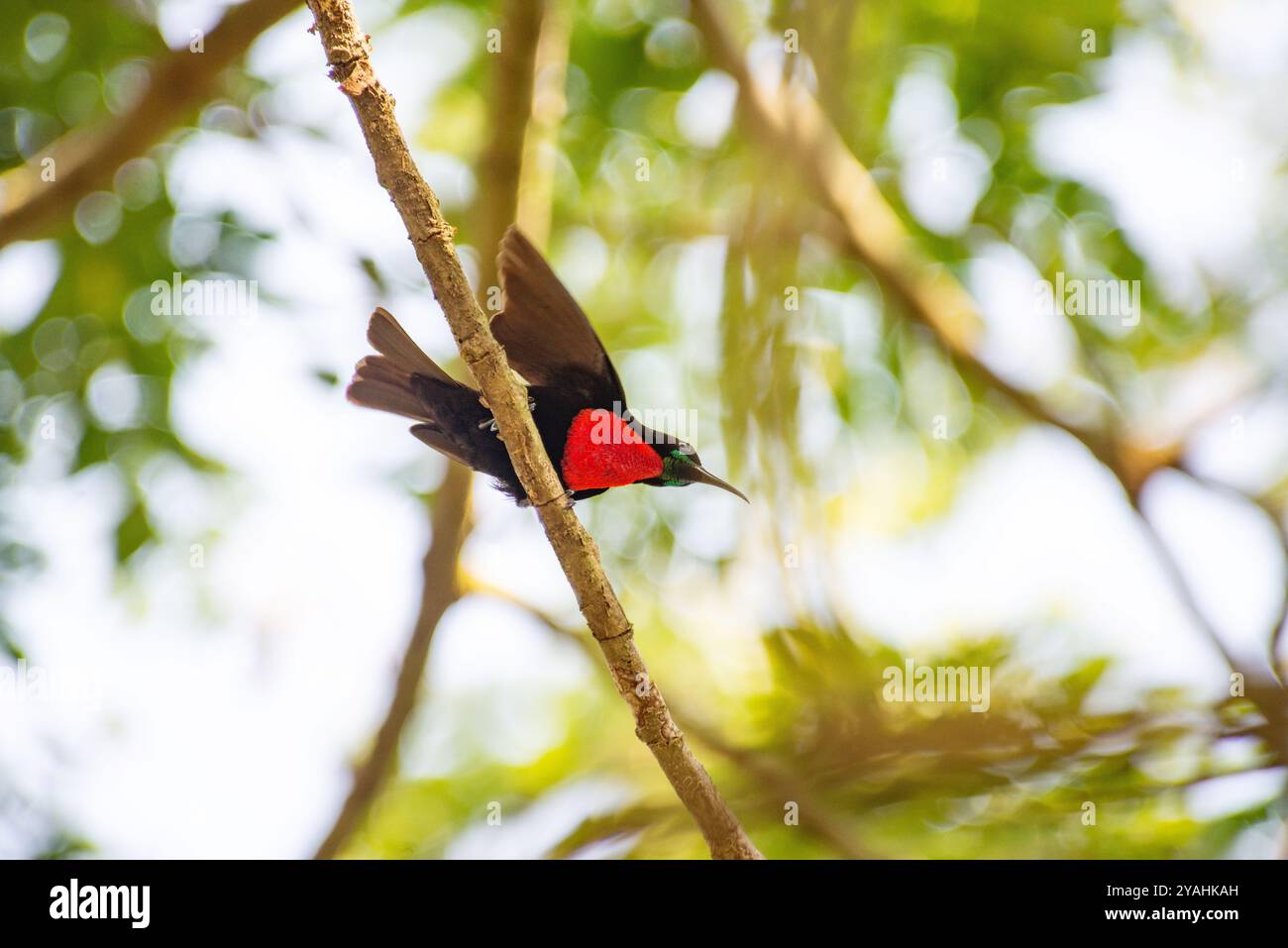 SCARLET-CHESTED SUNBIRD - Chalcomitra Senegalensis at Bahai Temple ...