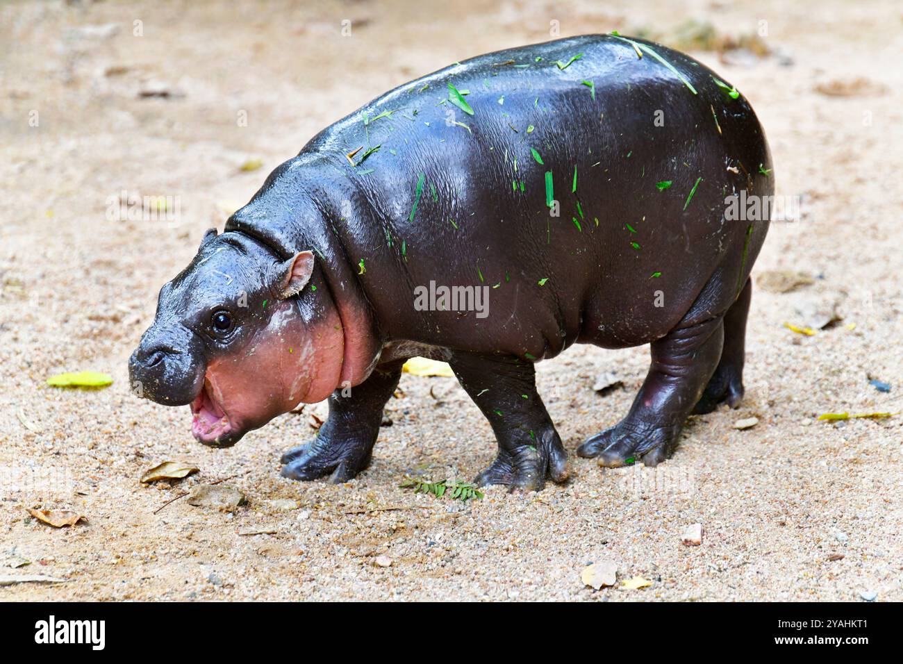 A female dwarf Pygmy hippo , Khao Kheow Open Zoo in Chonburi Thailand ...
