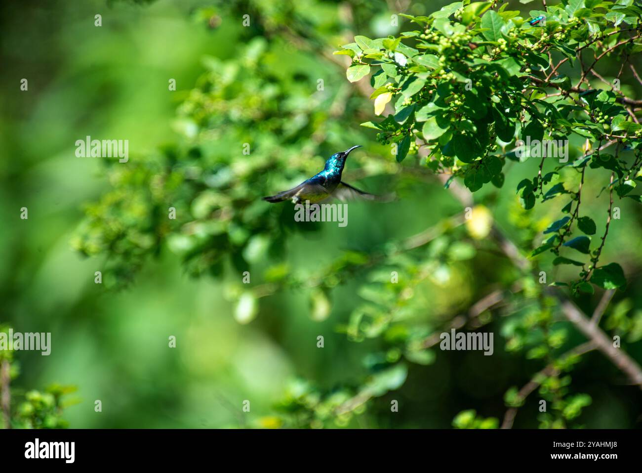 A MALE VARIABLE SUNBIRD Cinnyris vemusta - Kampala Ugandai Stock Photo ...