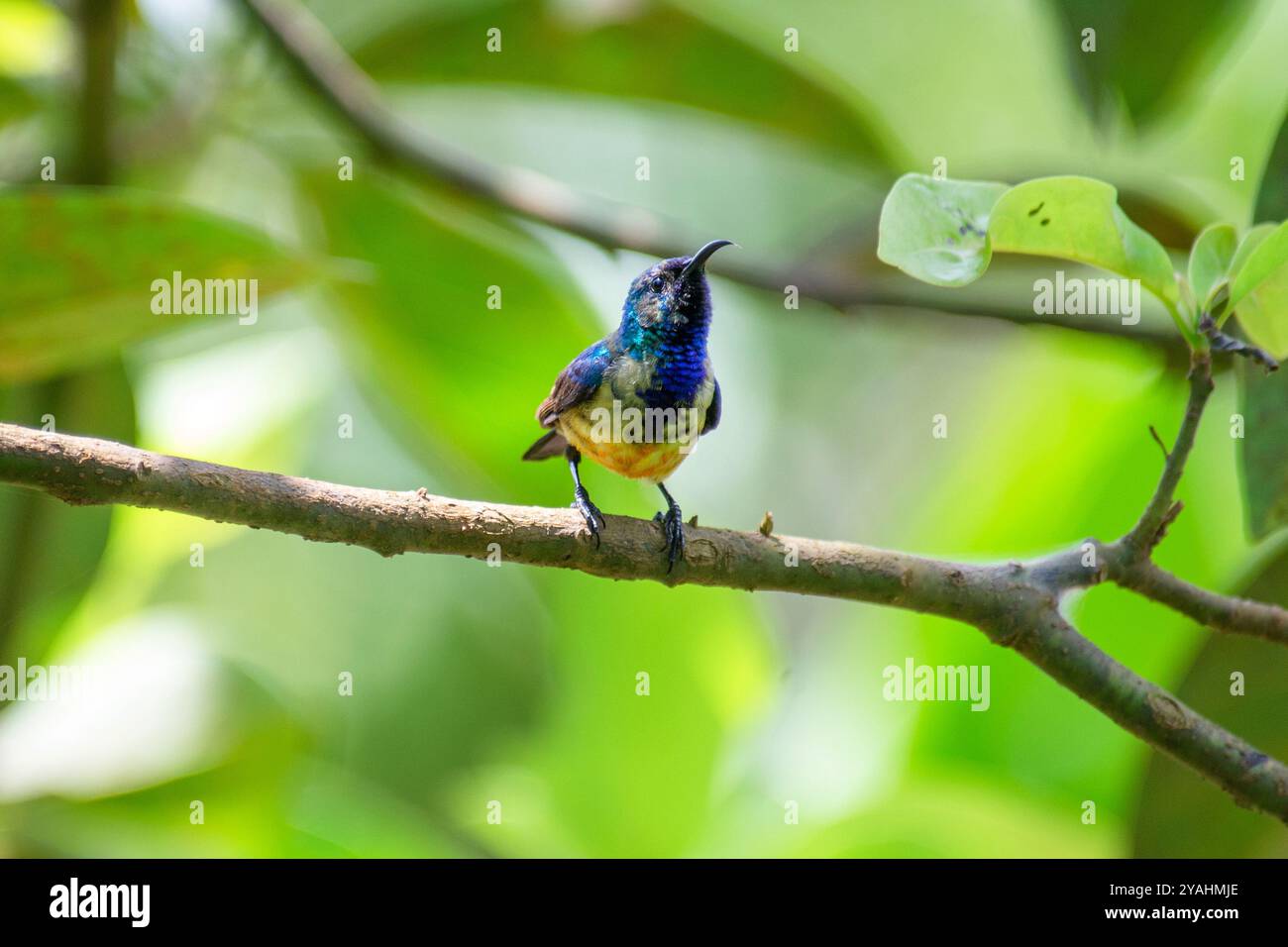 A MALE VARIABLE SUNBIRD Cinnyris vemusta - Kampala Ugandai Stock Photo ...