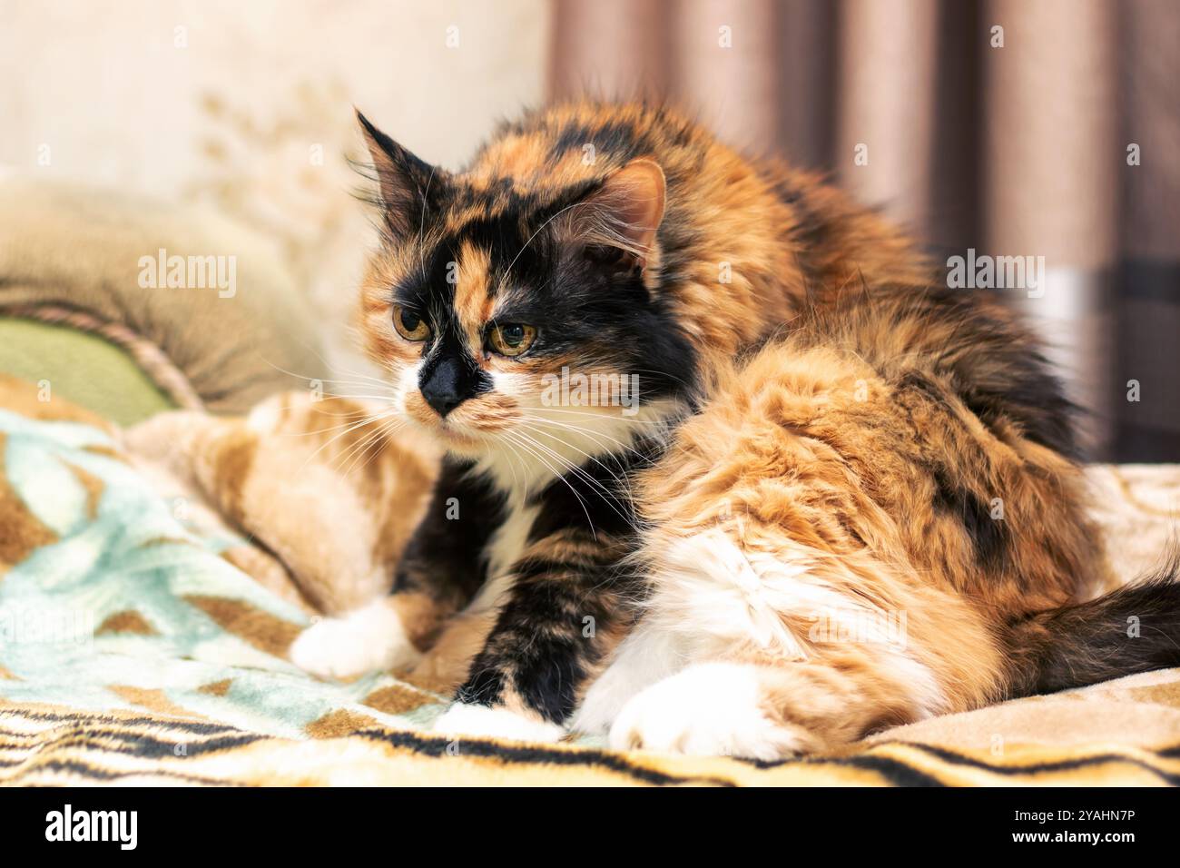 A Felidae carnivore, the calico cat with fawn fur is comfortably laying ...
