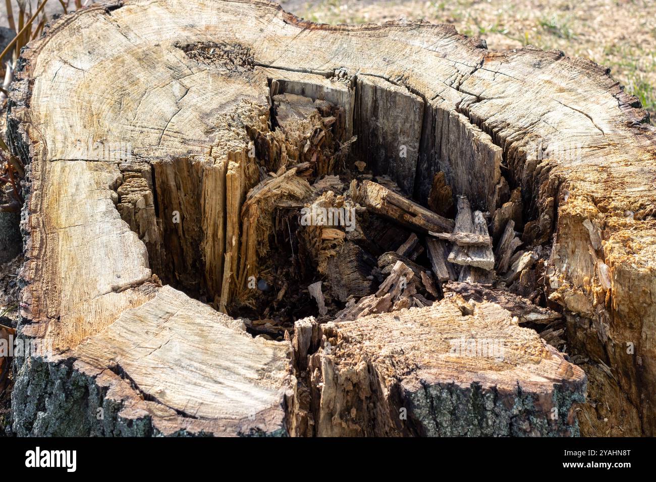 Tree stump and feature hi-res stock photography and images - Alamy