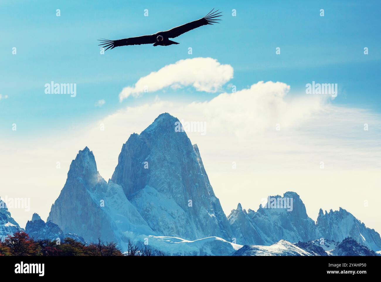 Andean Condor flying over Cerro Torre peak, Patagonia, Argentina Stock ...