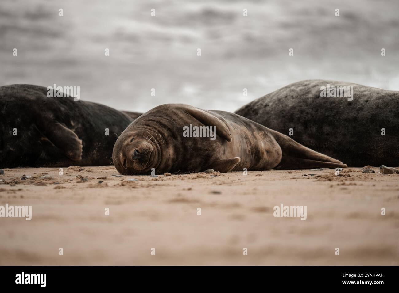 Harbor seals laying on hi-res stock photography and images - Alamy