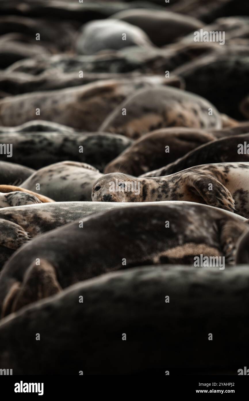 Harbor seals laying on hi-res stock photography and images - Alamy