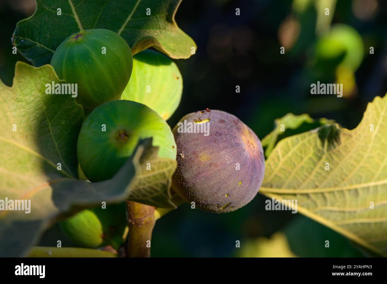 A cluster of green figs hanging from a tree branch, ripe for the ...