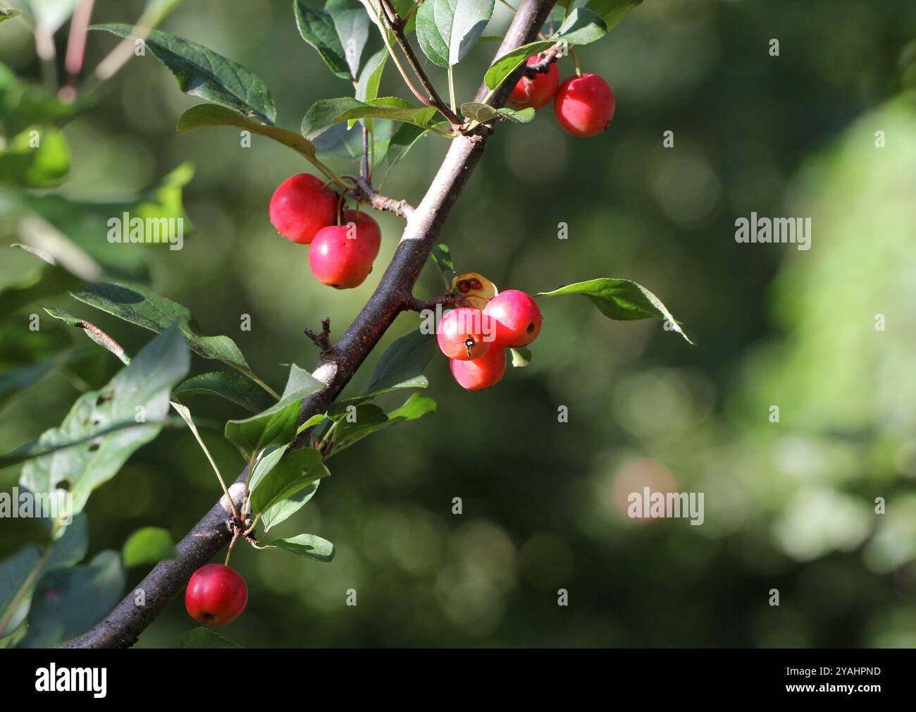 Red crab apples malus hi-res stock photography and images - Alamy