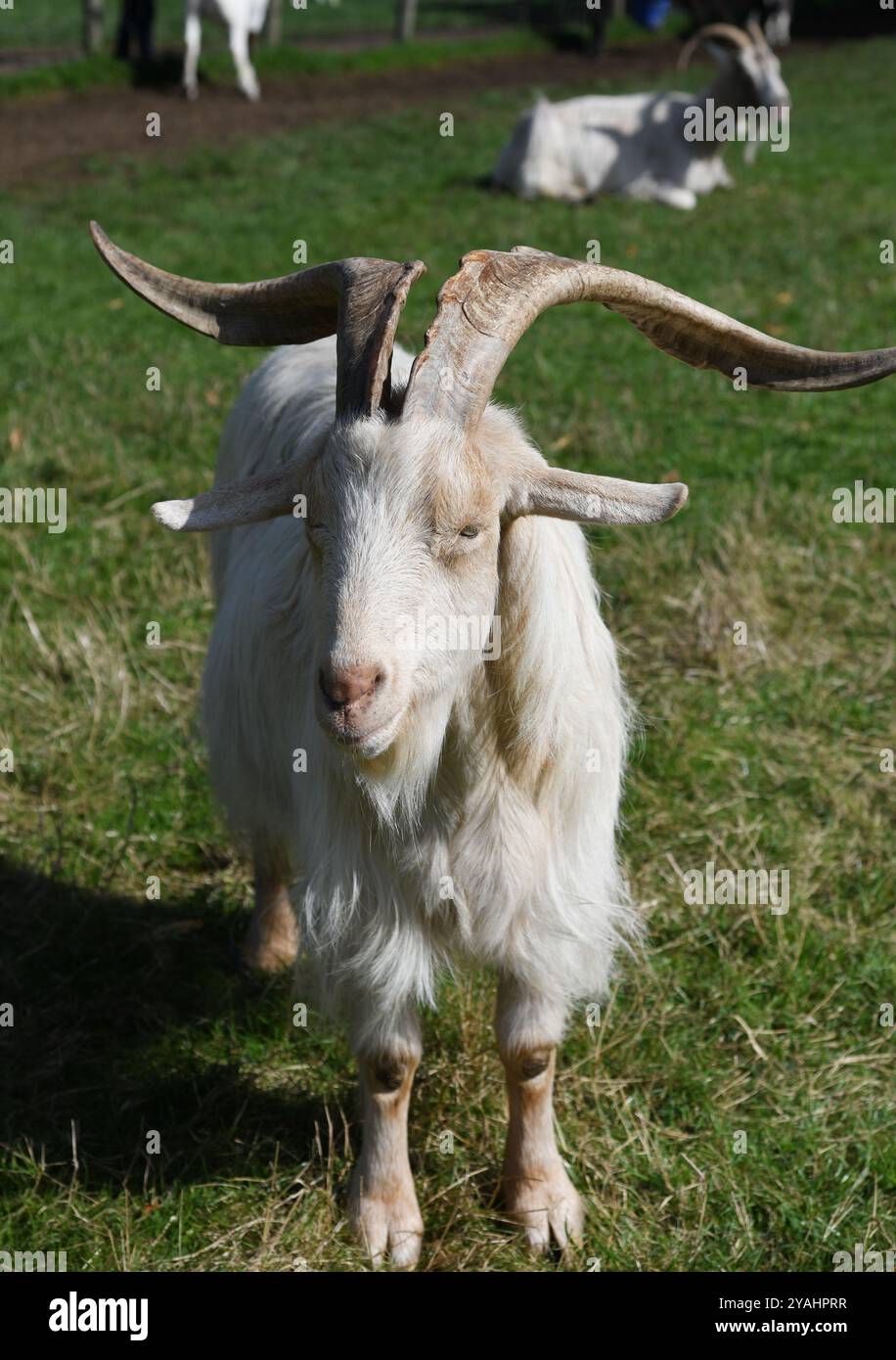 Buttercup goat sanctuary hi-res stock photography and images - Alamy