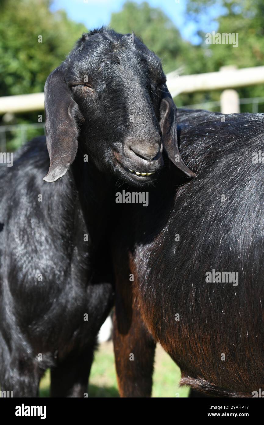 Registered goat centre hi-res stock photography and images - Alamy