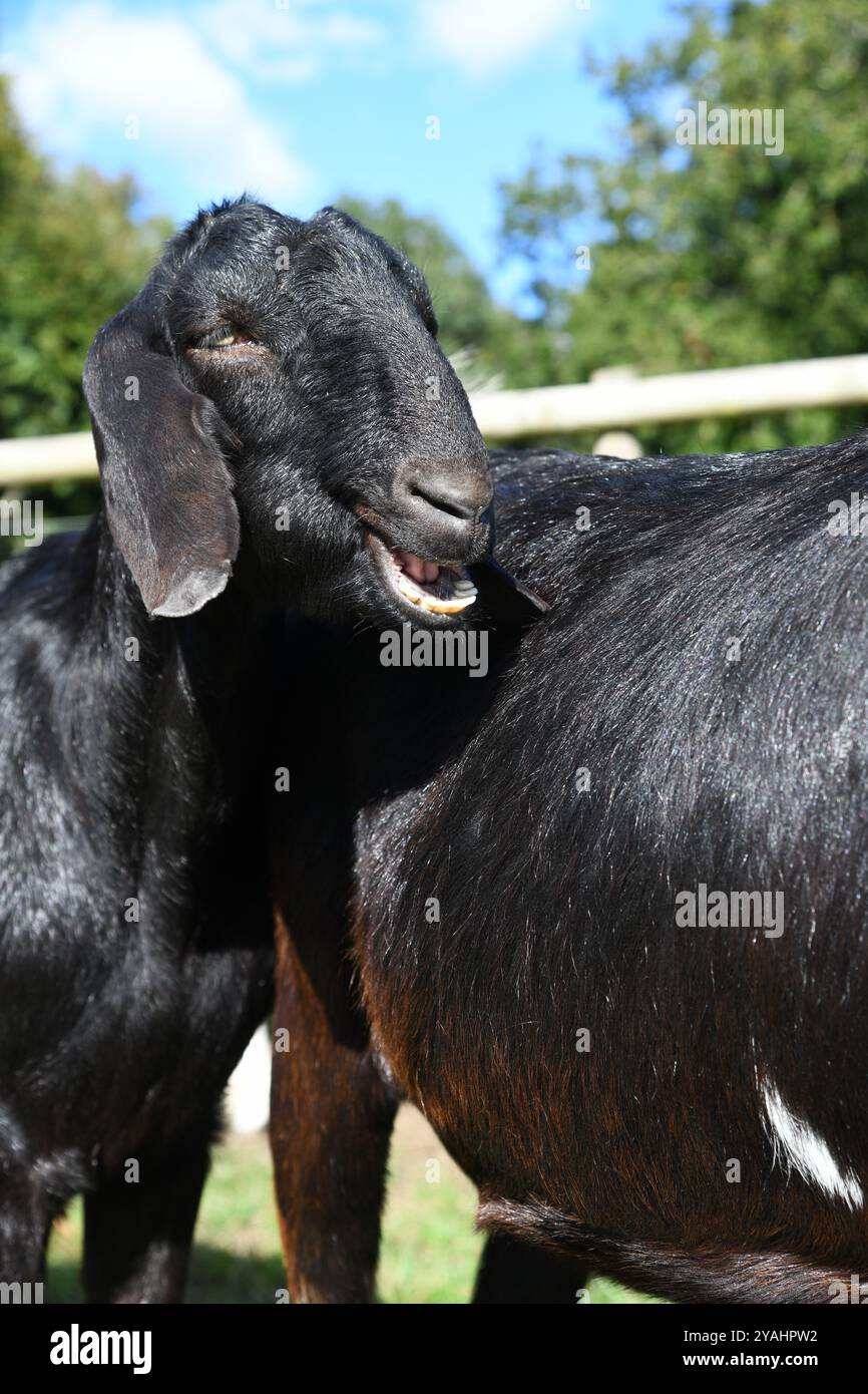 Buttercup goat sanctuary hi-res stock photography and images - Alamy