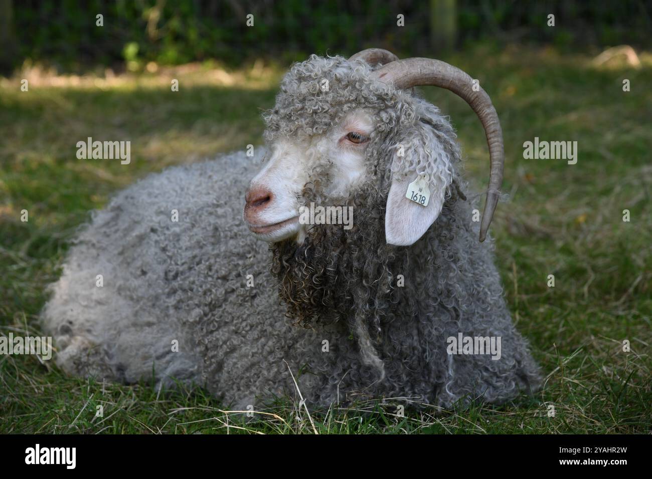 Woolly goat sanctuary hi-res stock photography and images - Alamy