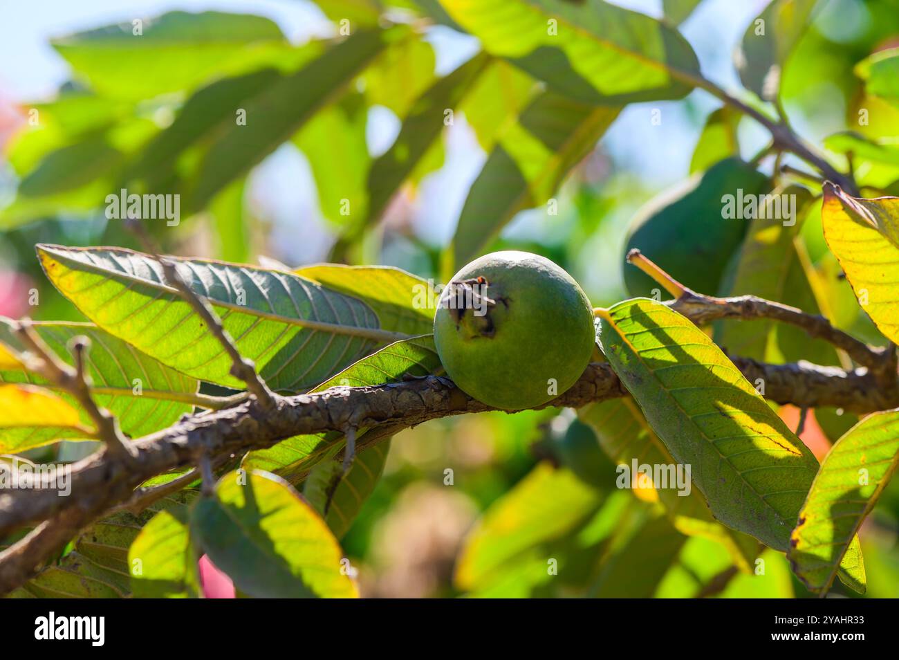 Wild guava brazil hi-res stock photography and images - Alamy