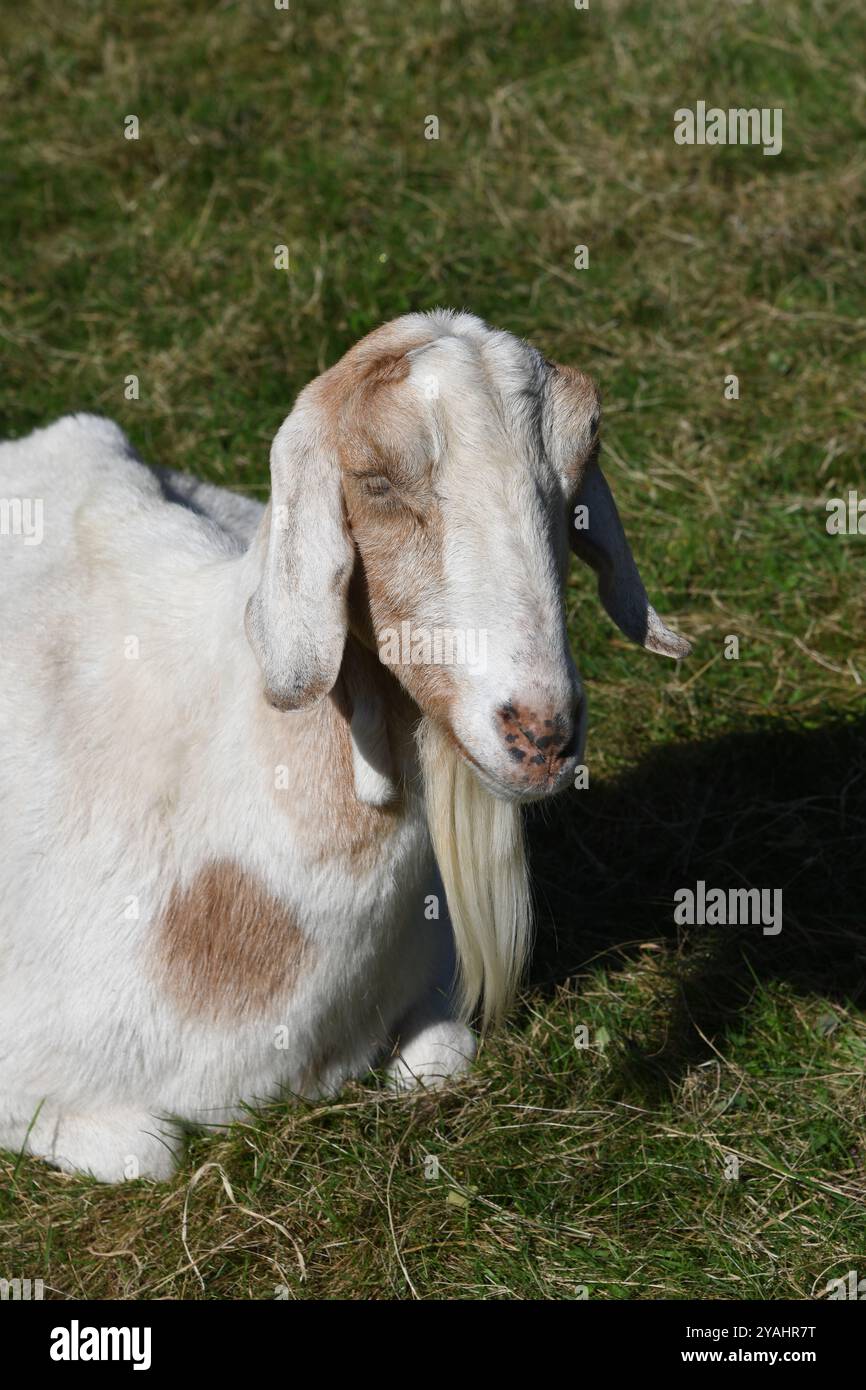 Goat rescue centre hi-res stock photography and images - Alamy