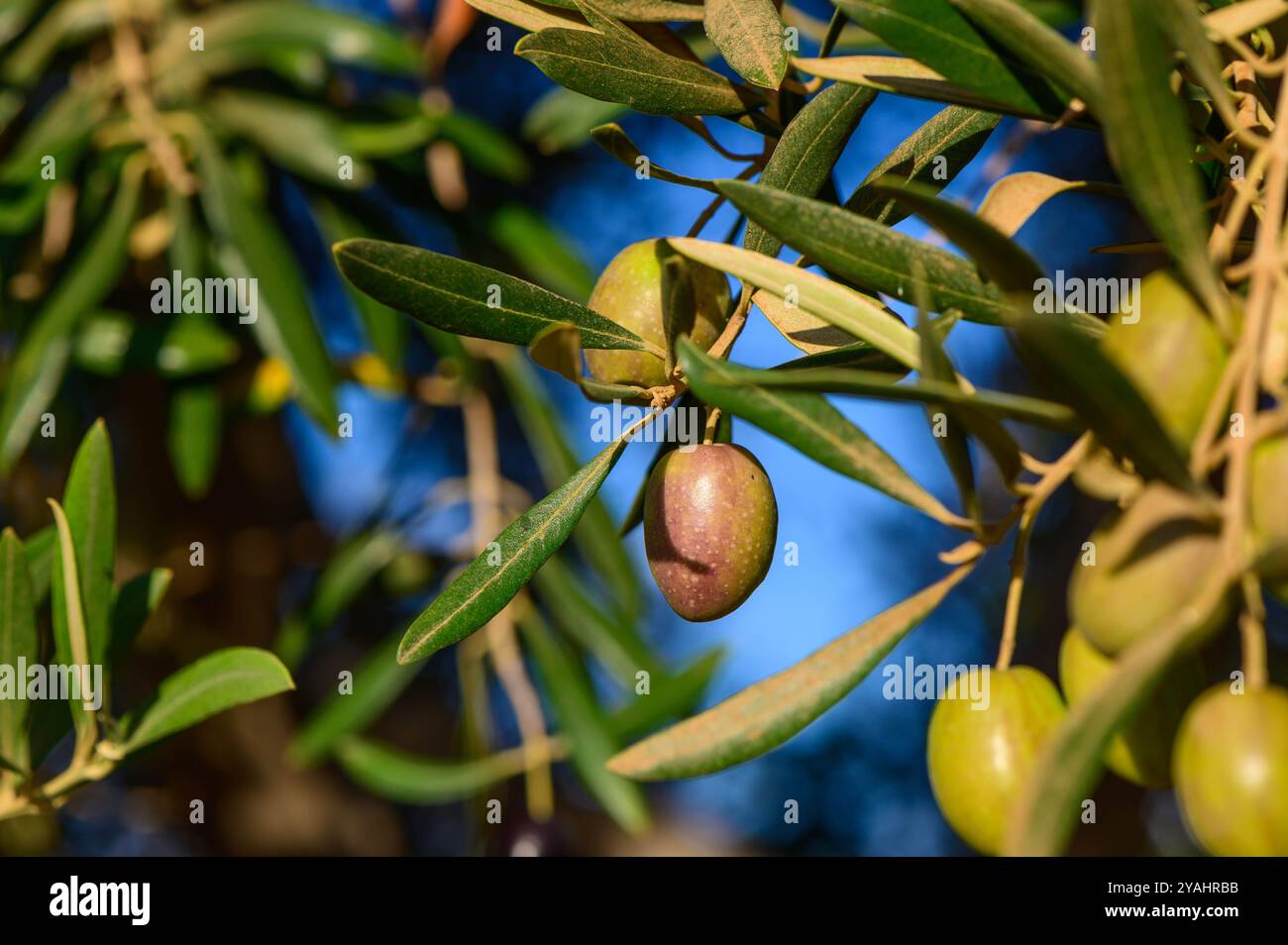 Branch of an olive tree in autumn with olives in ripeness Stock Photo ...