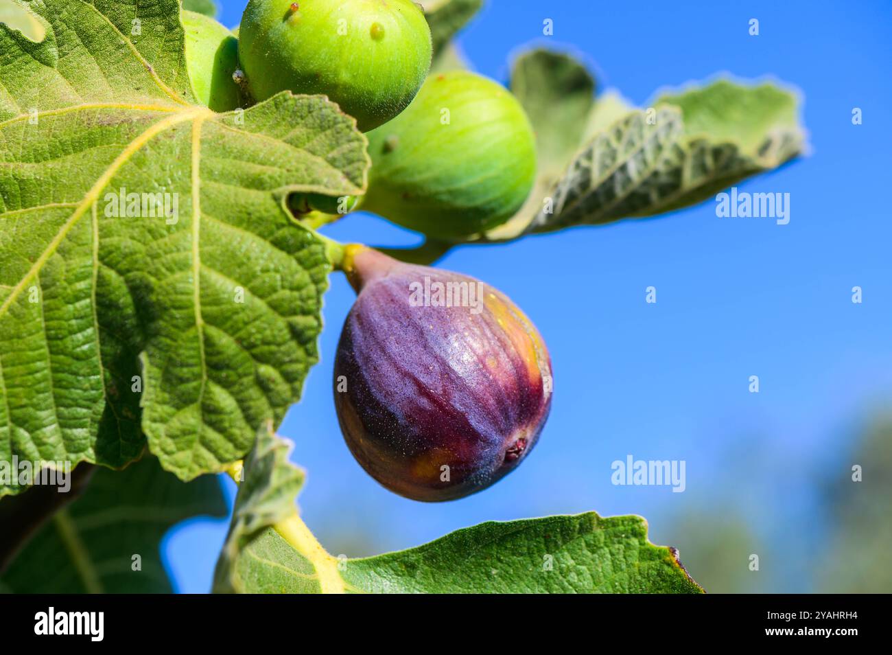 Homegrown figs hi-res stock photography and images - Alamy