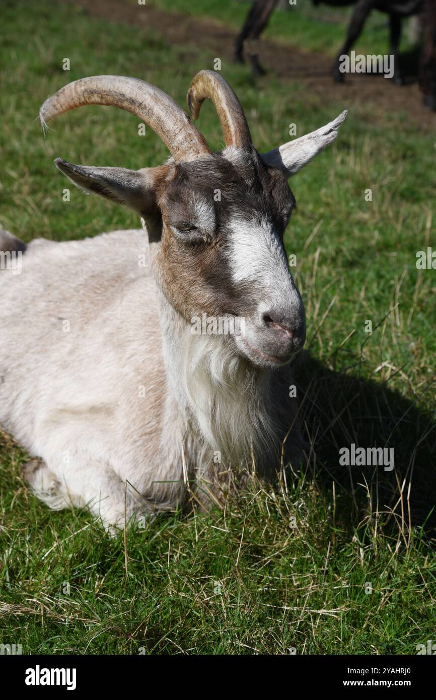 Registered goat centre hi-res stock photography and images - Alamy