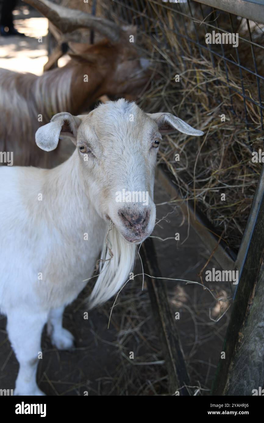 Adopting a goat hi-res stock photography and images - Alamy