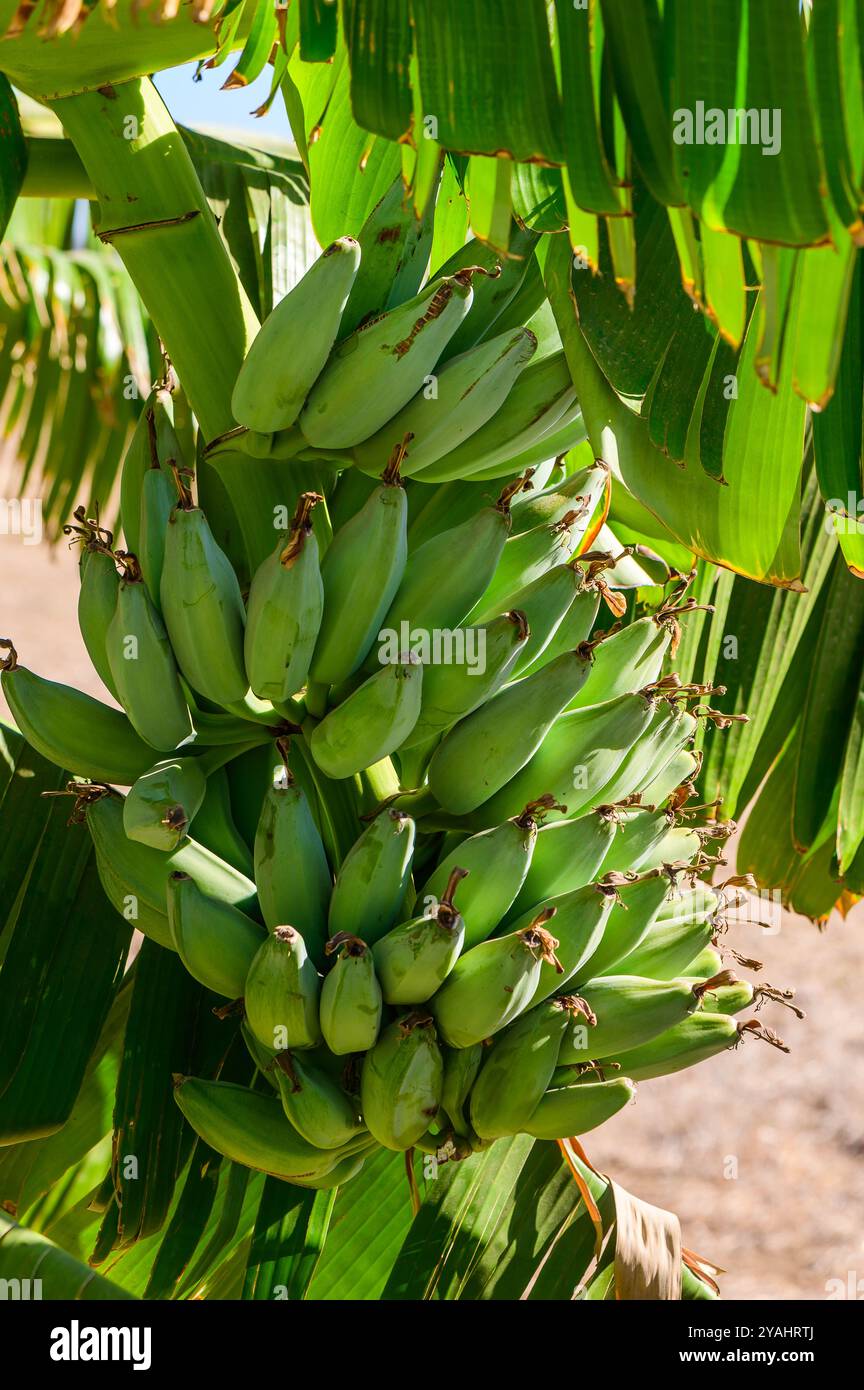 Many large bunch of unripe green banana on Banana tree Stock Photo - Alamy