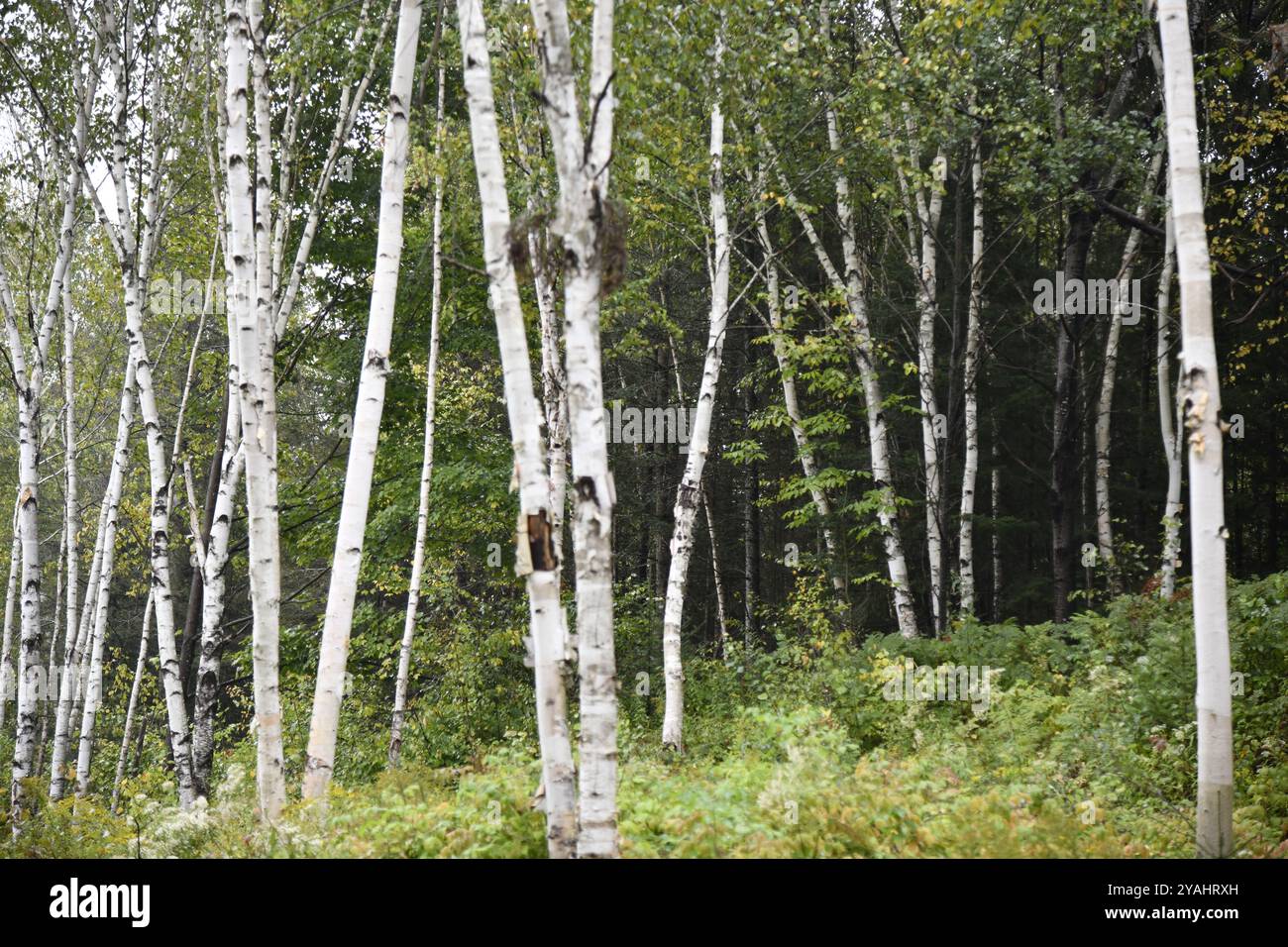 Softwood trees hi-res stock photography and images - Alamy