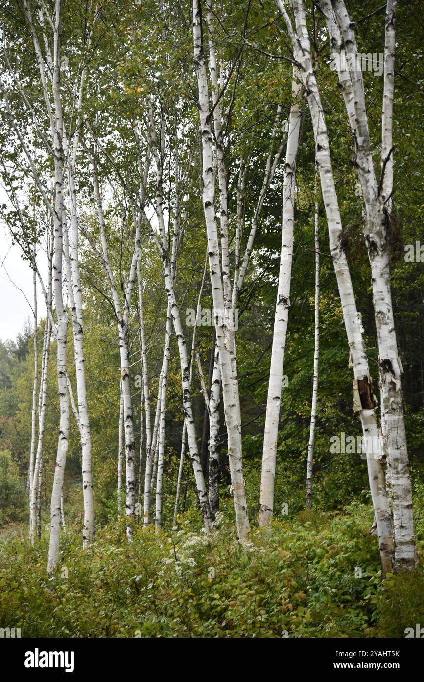 Softwood trees hi-res stock photography and images - Alamy