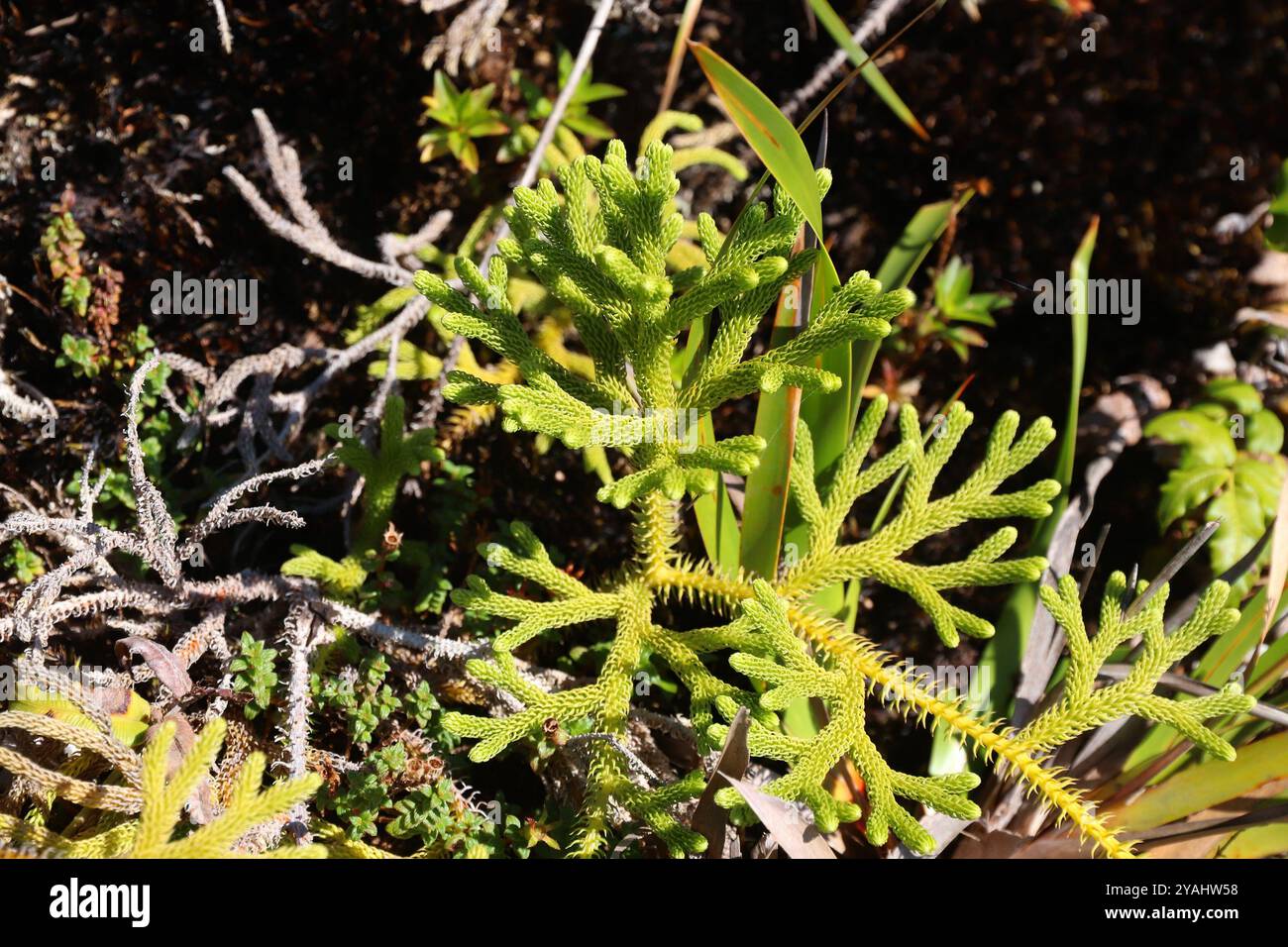 Plant in Guadeloupe. Staghorn clubmoss (Palhinhaea cernua) plant ...