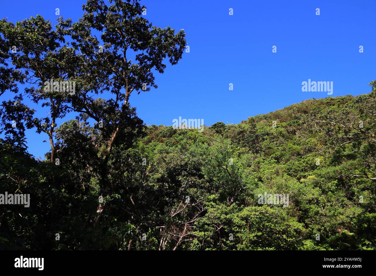 Volcano La Soufriere rainforest in Guadeloupe. Green jungle forest ...