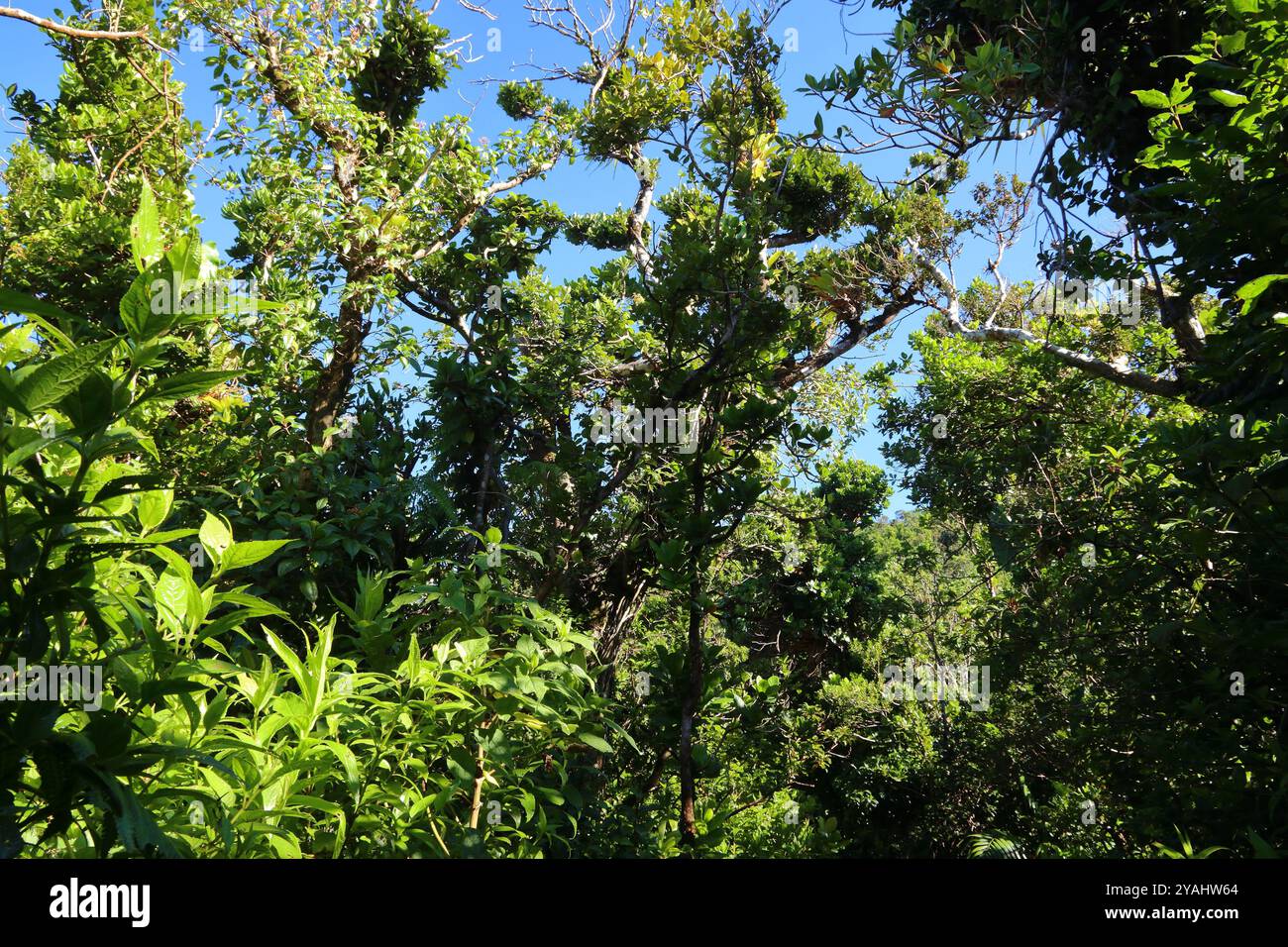 Volcano La Soufriere rainforest in Guadeloupe. Green jungle forest ...