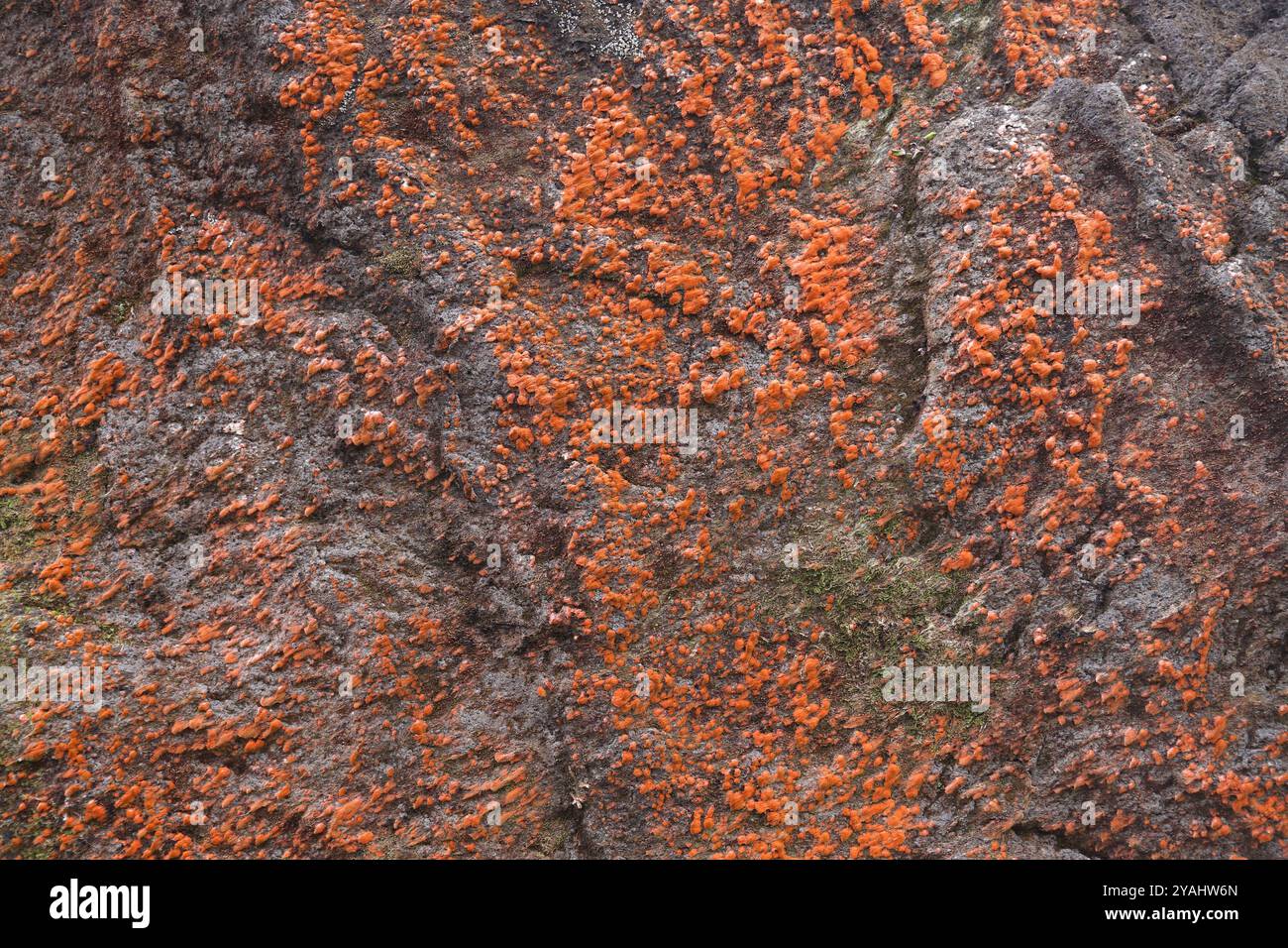 Trentepohlia red or orange alga species in Guadeloupe. Algae growing on ...