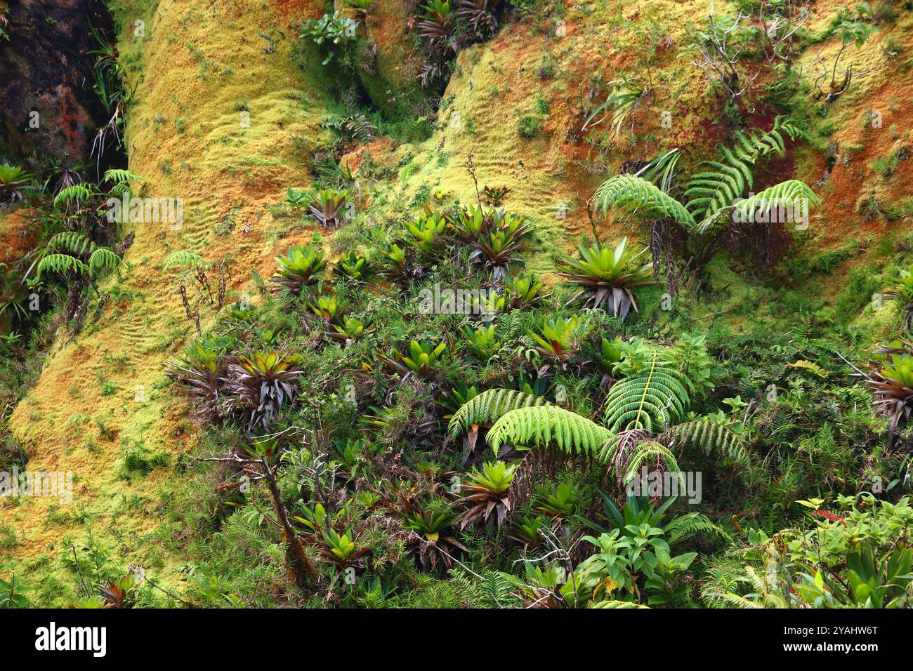 Plants in Guadeloupe. Tropical vegetation of La Soufriere volcano ...