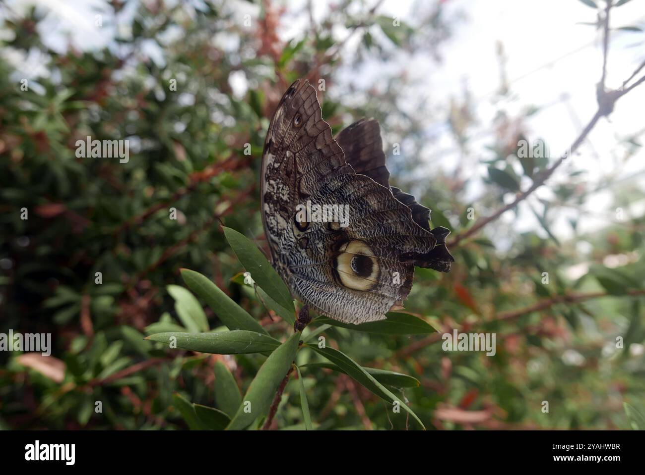 Butterfly body structure hi-res stock photography and images - Alamy