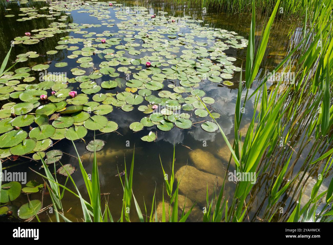 Small Garden Pond Reeds Growing Water Lily Lilies Waterlily Grows ...