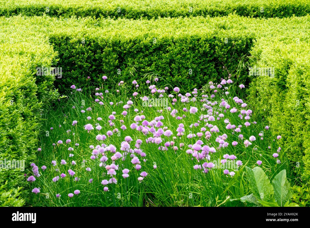 Pink Chives Blooms Alium schoenoprasum Growing in Garden-Shaped Hedge ...