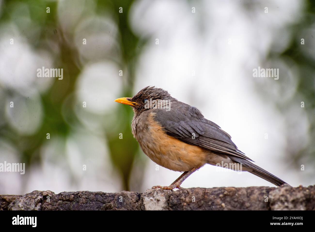 African thrush hi-res stock photography and images - Alamy