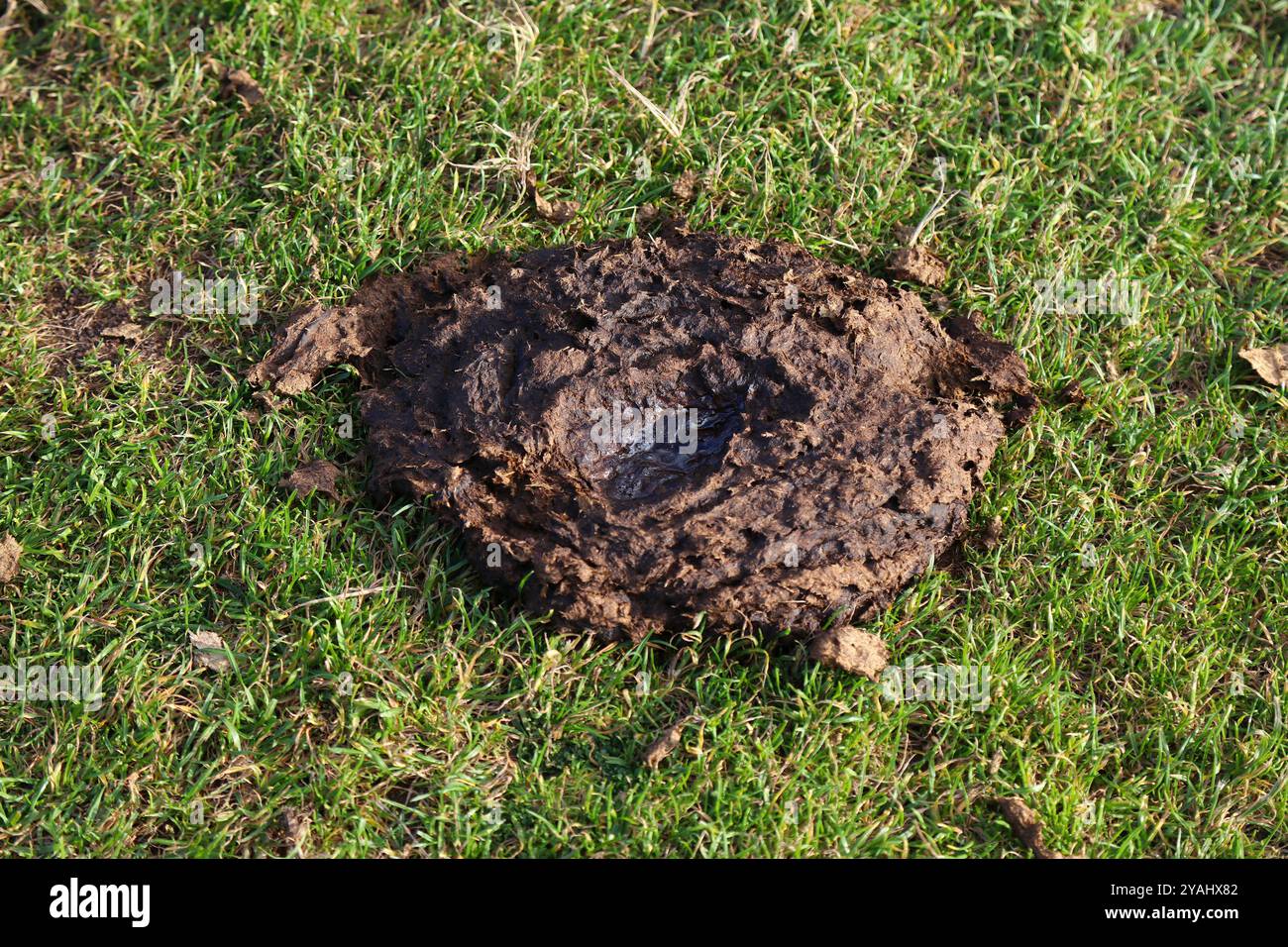 Cow dung - animal droppings in the grass. Ireland agriculture Stock ...