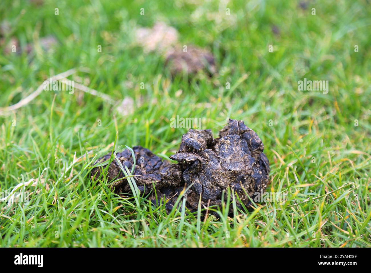 Sheep dung - animal droppings in the grass. Ireland agriculture Stock ...