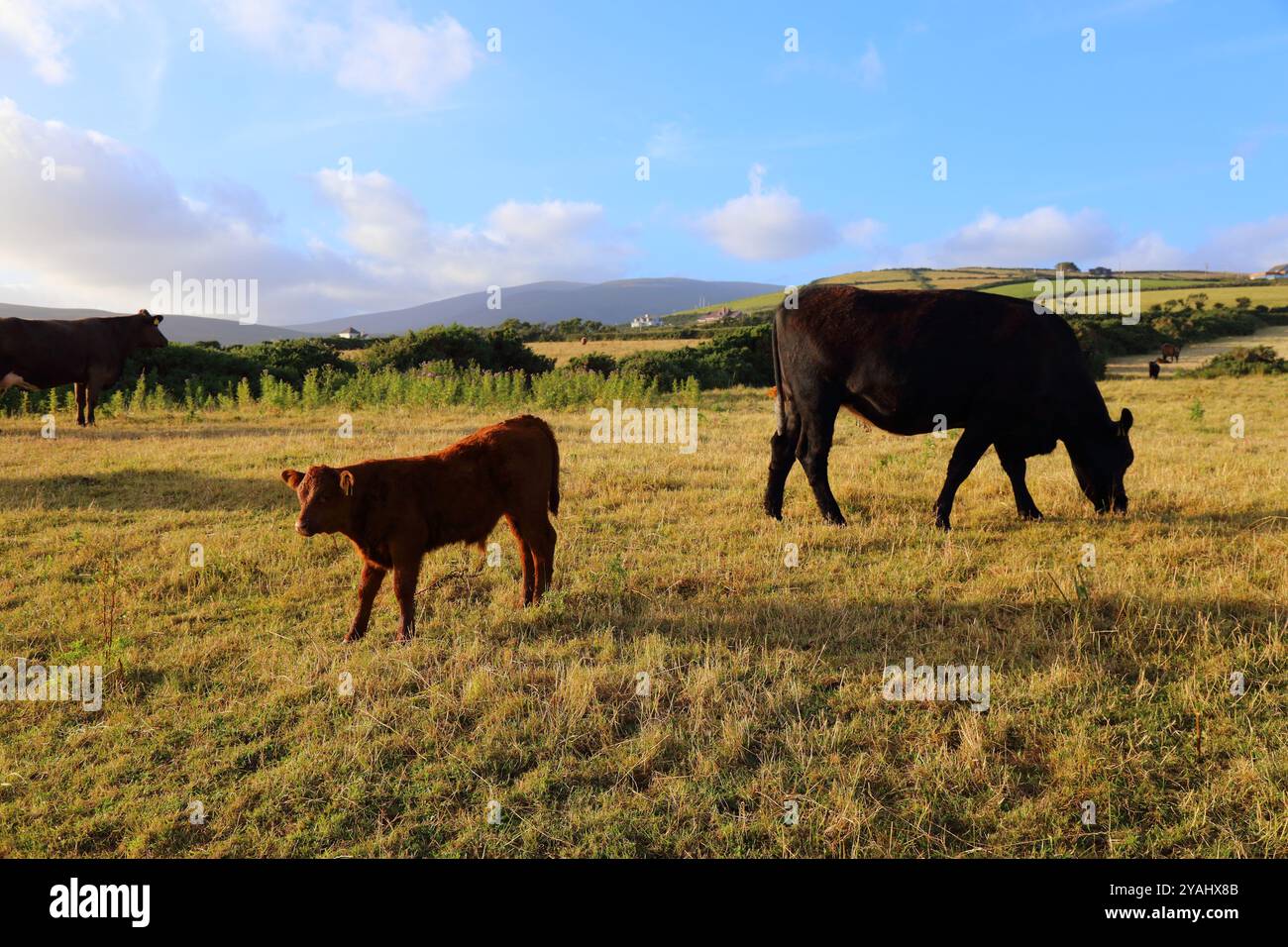 Cattle breed in Dingle Peninsula in Ireland. Cow calf Stock Photo - Alamy