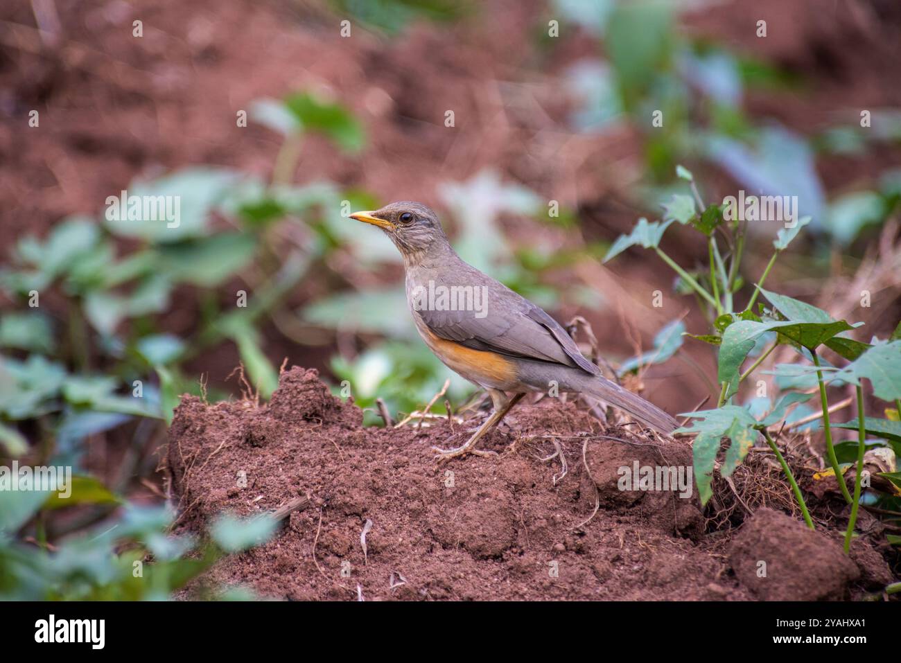 African thrush hi-res stock photography and images - Alamy