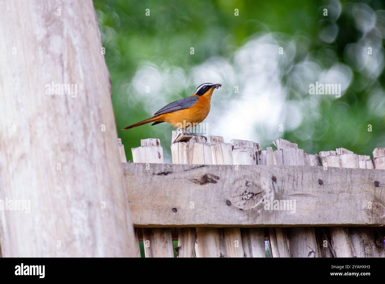 WHITE-BROWED ROBIN-CHAT ( Cossypha heuglini) at Enganzi Lodge - Uganda ...