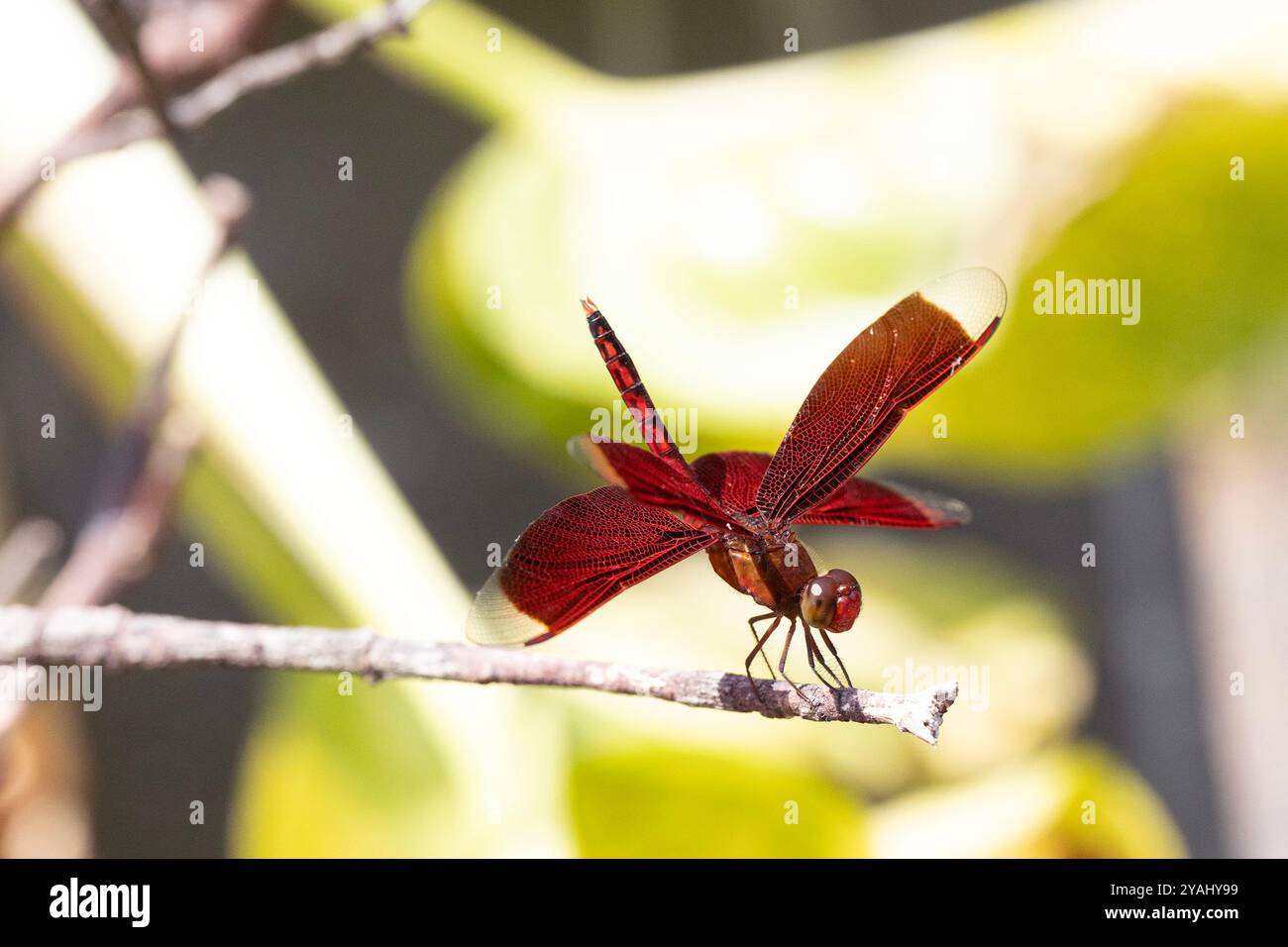 Red grasshawk neurothemis fluctuans hi-res stock photography and images ...