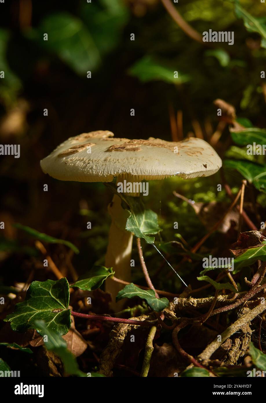 Woodland floor moss fungi hi-res stock photography and images - Alamy