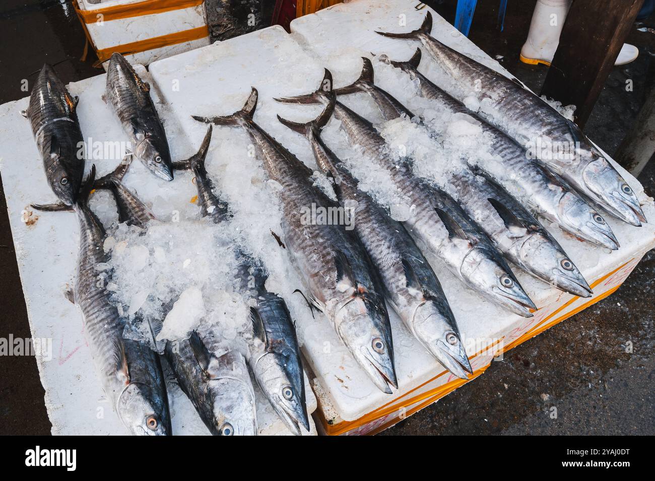 Fresh barracuda fish on counter at the street seafood market in Vietnam ...