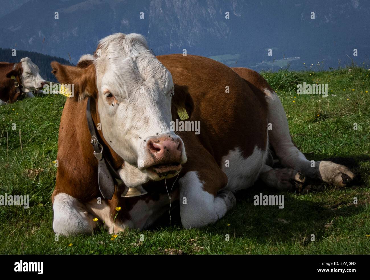 Wildschönau: Wohlfühlen auf der Alm. - Sanft blickt eine liegende Kuh ...