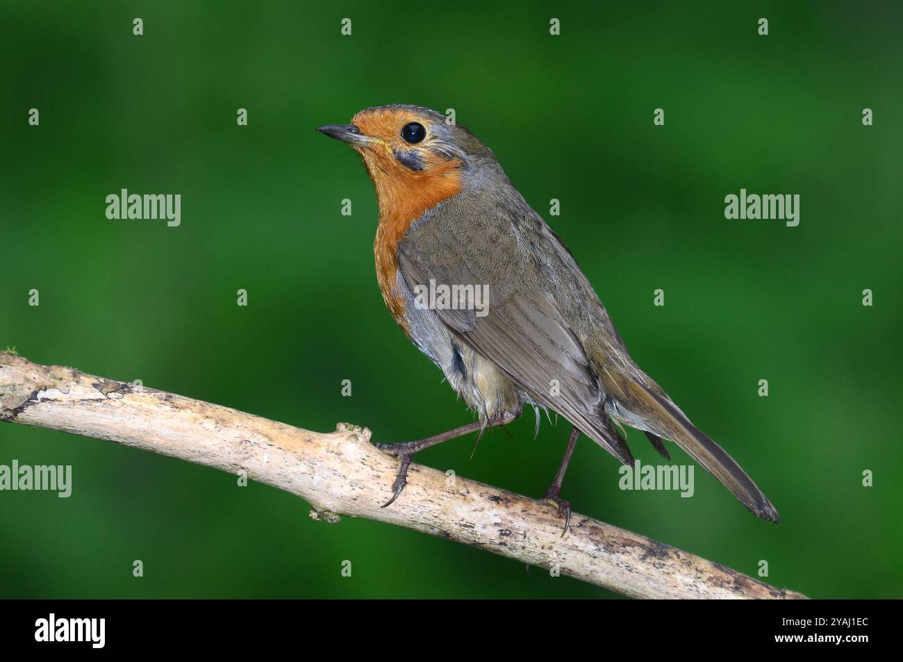 Portrait robin hi-res stock photography and images - Alamy