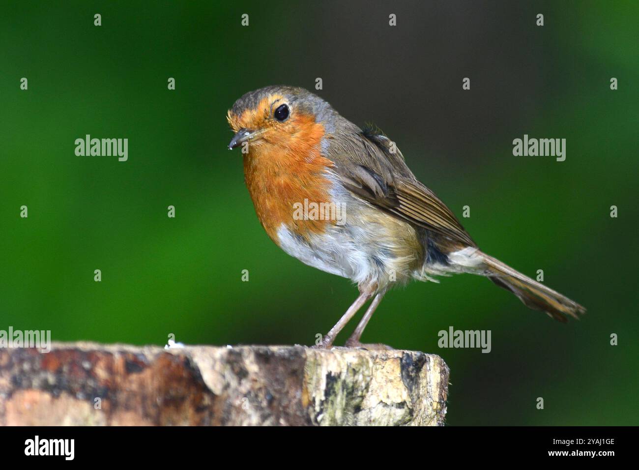 Portrait robin hi-res stock photography and images - Alamy
