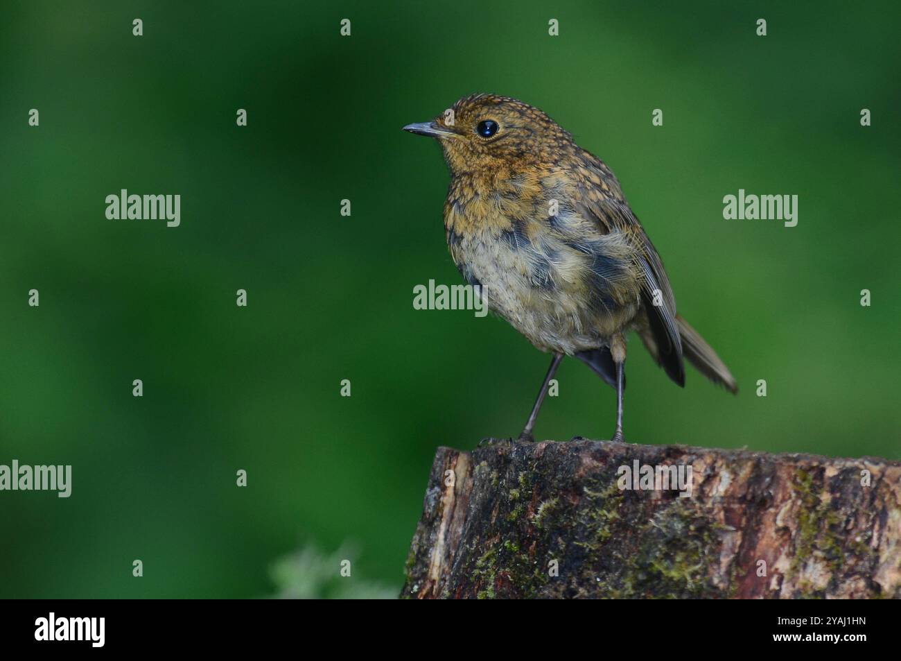 Portrait robin hi-res stock photography and images - Alamy