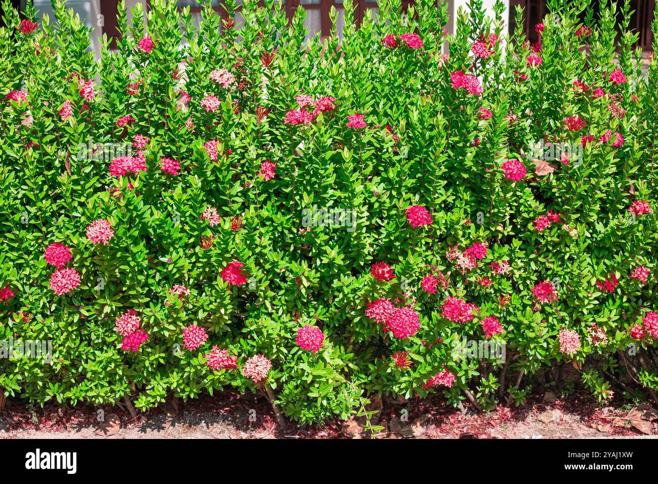Red inflorescences of Ixora chinensis with bright green foliage ...