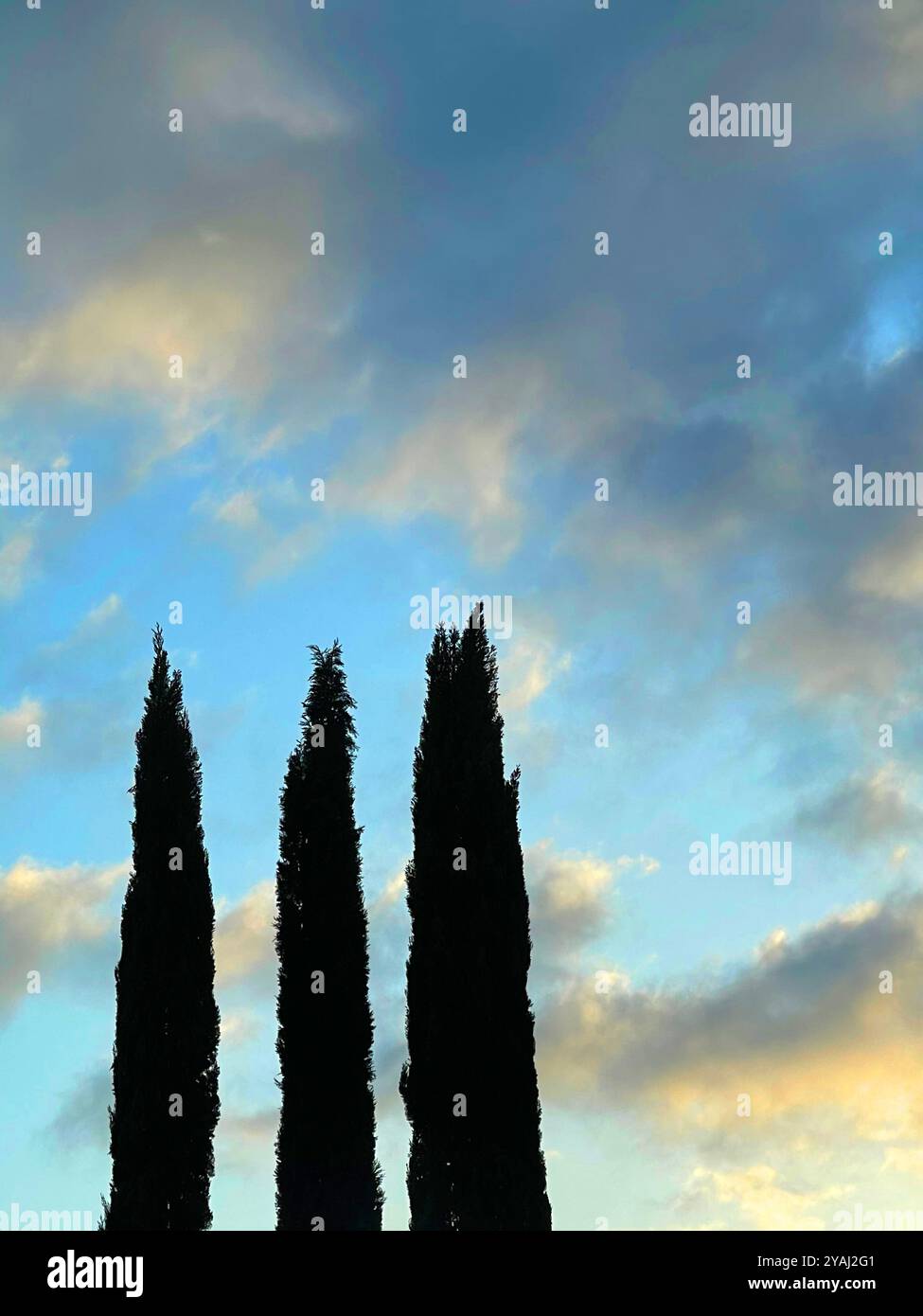 árboles más allá hi-res stock photography and images - Alamy