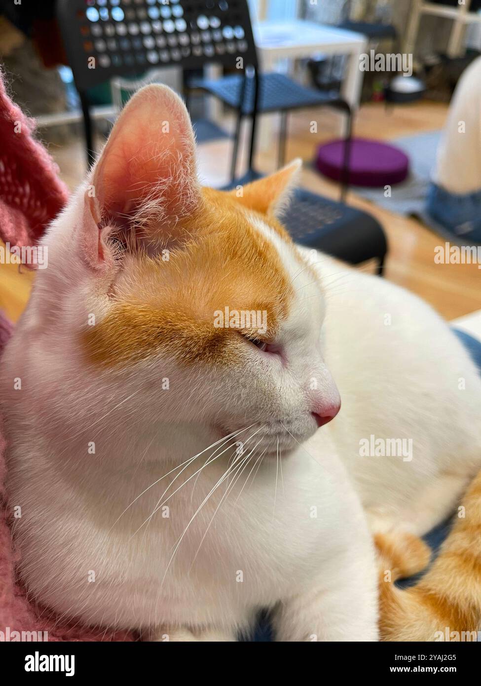 Animales durmiendo hi-res stock photography and images - Alamy