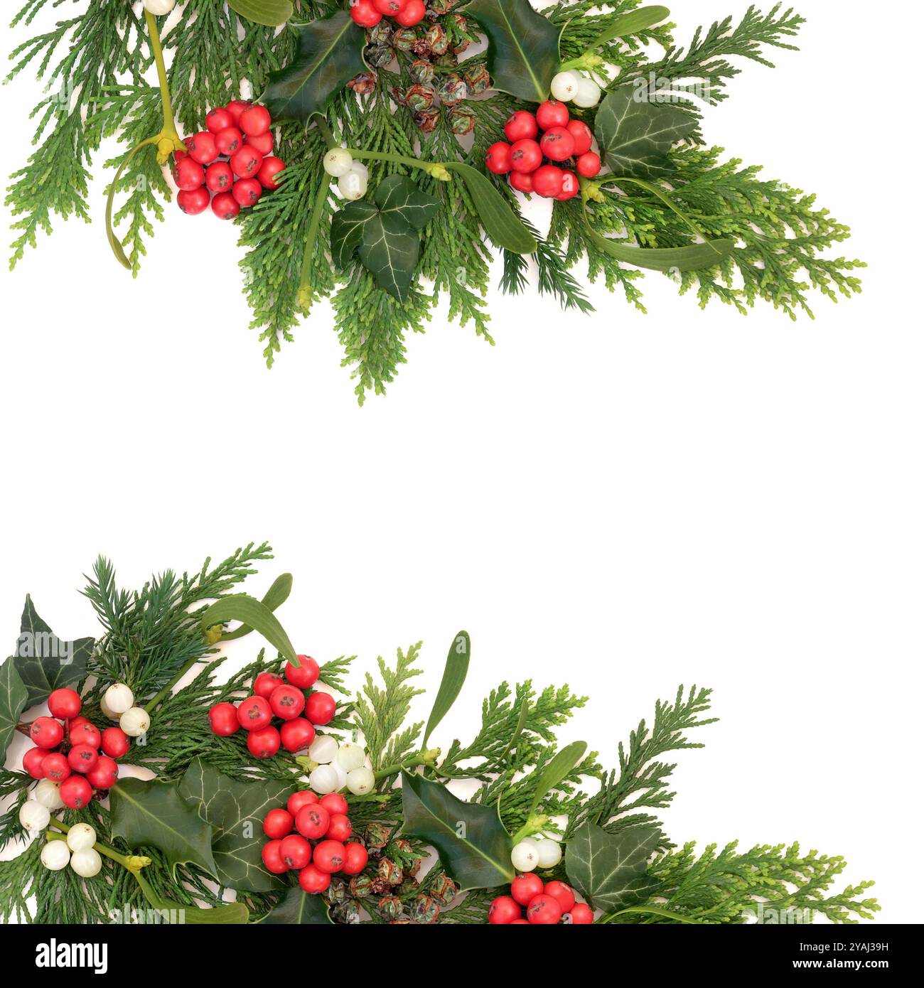 Holly ivy, mistletoe cedar fir winter background border on white ...